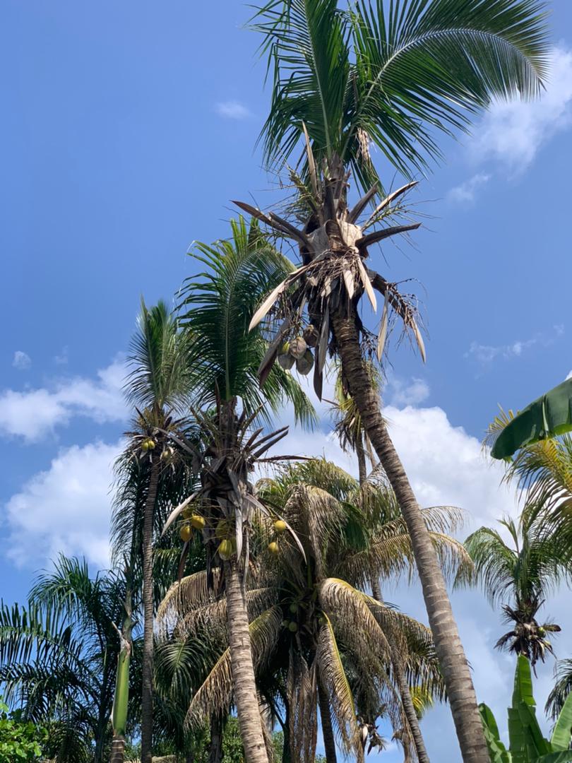 Les cocotiers d'Haïti en grand danger de disparition