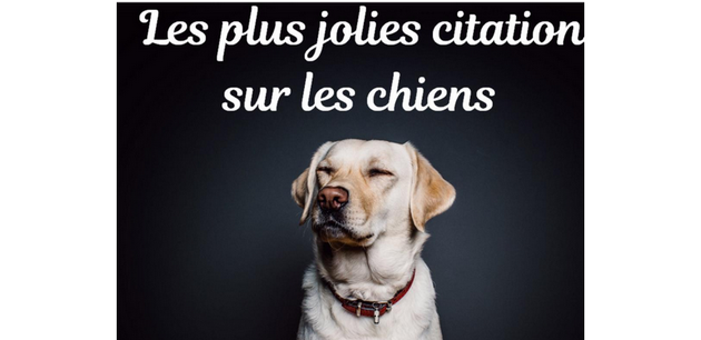 « Le chien », un animal au cœur des proverbes haïtiens